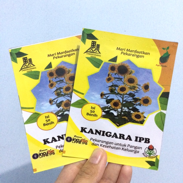 Jual 50 Benih Bibit Bunga Matahari Kanigara IPB (Benih Dramaga ...
