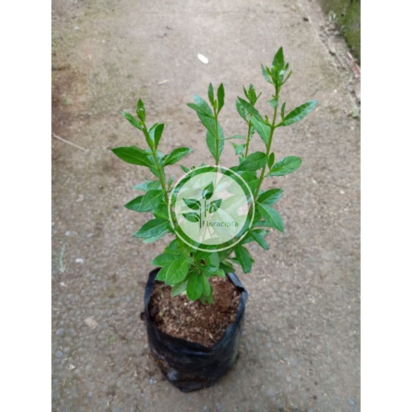 Jual Pohon pacar kuku - Bibit tanaman pacar kuku - Daun herba | Shopee ...