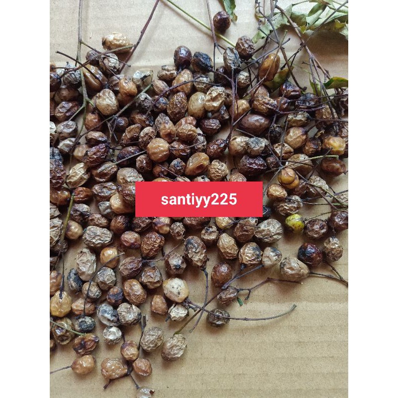 Jual benih biji buah mindi isi 100 butir | Shopee Indonesia