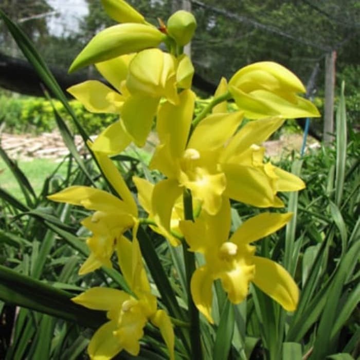 Jual Anggrek Tanah Golden Yellow | Shopee Indonesia