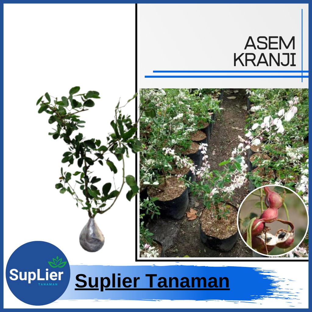 Jual Bibit Tanaman Asam Kranji ( Black Tamarind ) Indonesia|Shopee ...