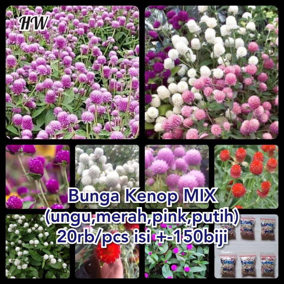 Jual Benih bunga Kenop Mix | Shopee Indonesia