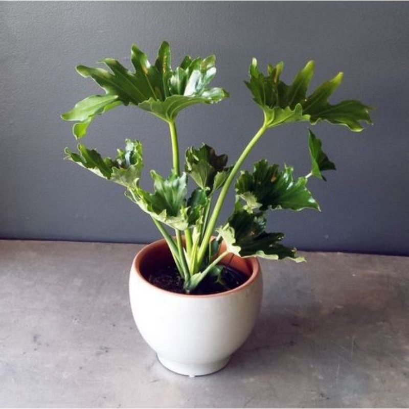 Jual Tanaman pilo jari 3456daun Indonesia|Shopee Indonesia