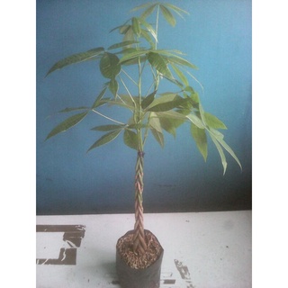 Jual Pacira Kepang 5/Pohon Uang Pacira/Money Tree/Tanaman Hoki/Tanaman ...