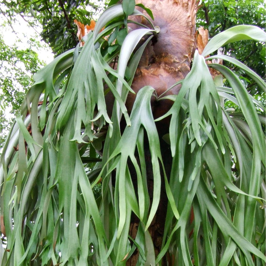 Jual Tanaman Hias Tanduk Rusa/Simbar Menjangan/Paku Tanduk/Tanaman ...