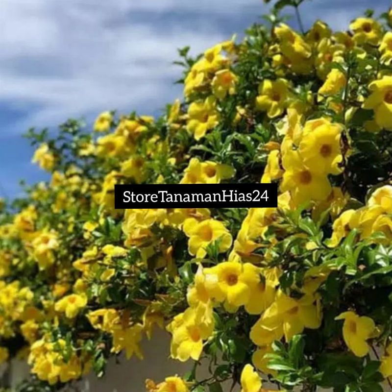 Jual Bibit Tanaman hias bunga rambat alamanda | Shopee Indonesia