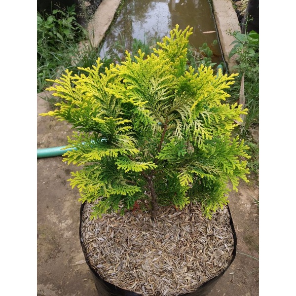 Jual Tanaman Hias Pohon Cemara Inoki Golden Tanaman Hidup | Shopee ...