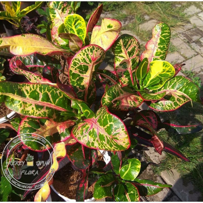 Jual Tanaman Hias Puring Kerupuk - Puring Kerupuk - Pohon Puring ...