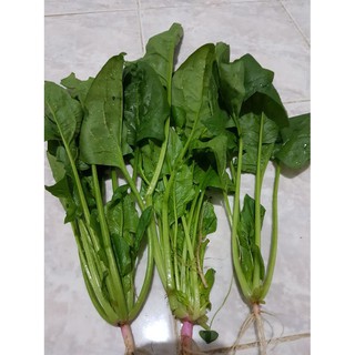 Jual Bibit Benih Biji Sayur Bayam Jepang Horenso Spinach - Bayam ...