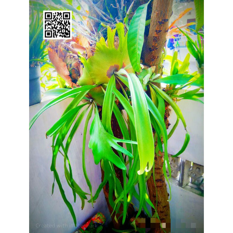 Jual tanaman paku Tanduk Rusa-Platycerium Bifurcatum | Shopee Indonesia