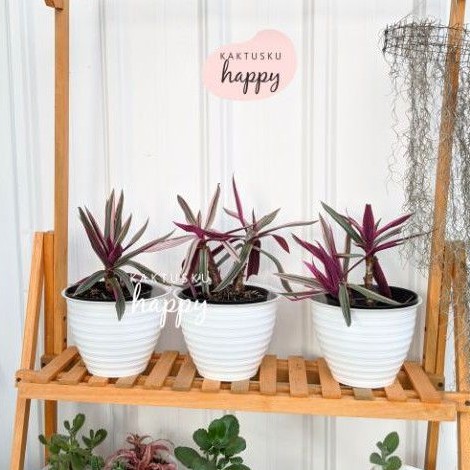 Jual RHOEO DISCOLOR - TANAMAN ADAM HAWA - NANAS KERANG TRADESCANTIA ...