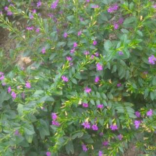 Tanaman Hias Bunga Taiwan Beauty Hijau (bunga ungu) | Shopee Indonesia