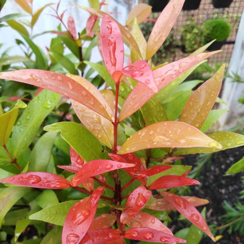Jual Tanaman hias pucuk merah / daun pucuk merah / Syzygium oleina ...