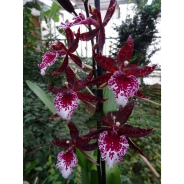 Jual tanaman hias anggrek tanah purple red langka (tanaman hidup bunga ...