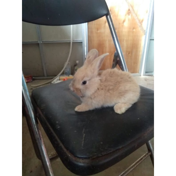 Jual Kelinci lokal | Shopee Indonesia