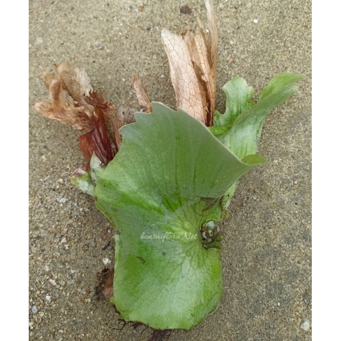 Jual mahkota simbar platycerium wilincki / bahan simbar tanduk rusa ...