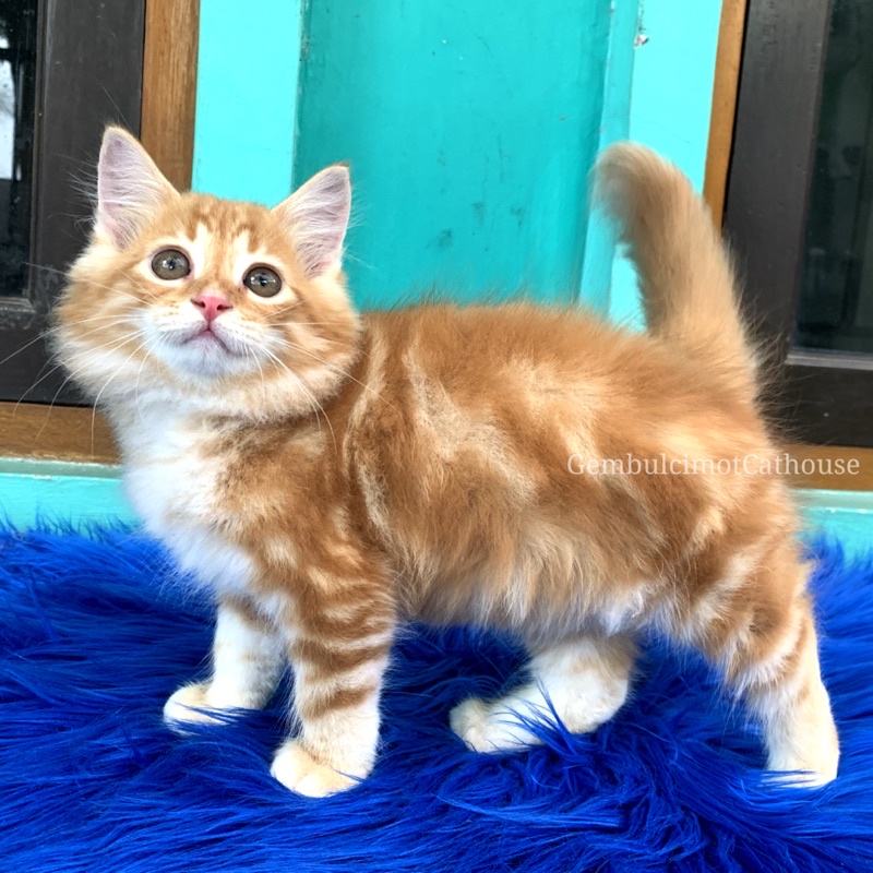 Jual KUCING PERSIA MIX MAINECOON KITTEN REDTABBY JOSS | Shopee Indonesia