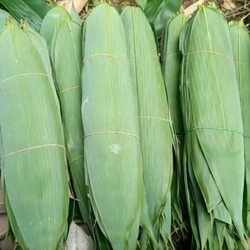Jual Daun Bambu Kualitas Super, Buat Bakcang atau Bacang per 1 pcs isi ...
