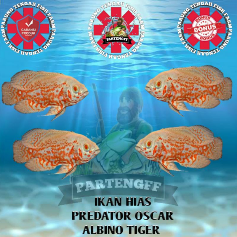 Jual SKIN CARE IKAN HIAS PREDATOR OSCAR TIGER BATIK, OSCAR ALBINO PARIS ...