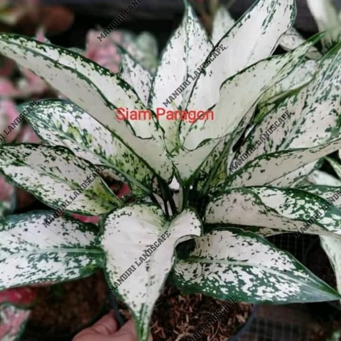 Jual PROMO!! Tanaman Hias Aglonema Siam Paragon - Tanaman Hidup-Bunga ...