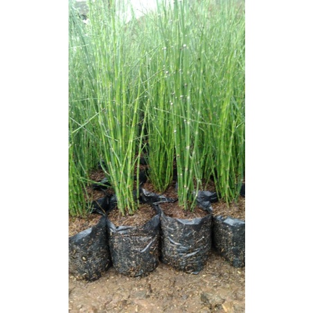 Jual Tanaman hias air bambu air-pohon pot bambu air super rimbun no ...
