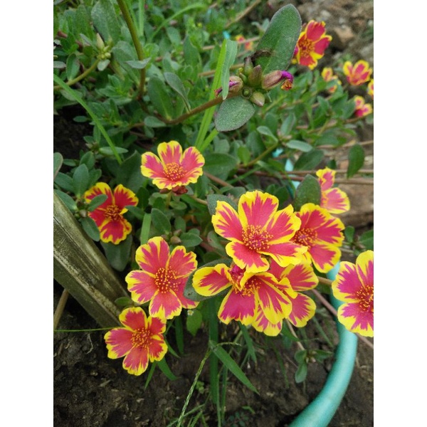 Jual Bunga krokot merah kuning | Shopee Indonesia