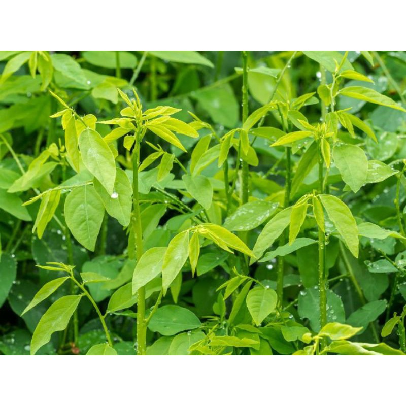 Jual Daun Katuk Segar 1 Kg / Daun Katuk Pelancar Asi / Asi Booster ...