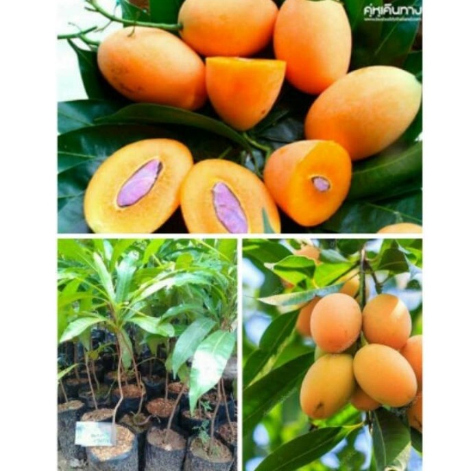 Jual Bibit Tanaman Mangga Gandaria Okulasi wisata agrotani mulia ...