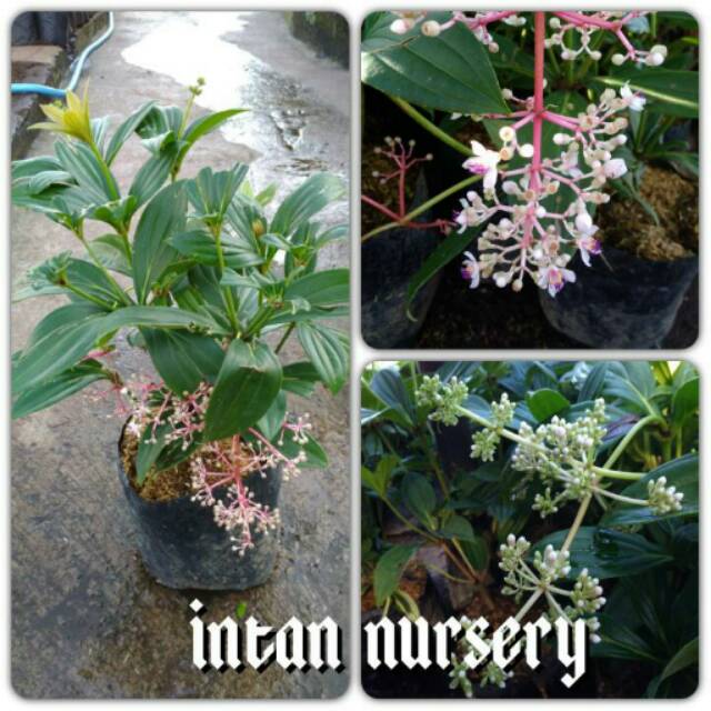 Jual Tanaman Bunga Parijoto | Shopee Indonesia