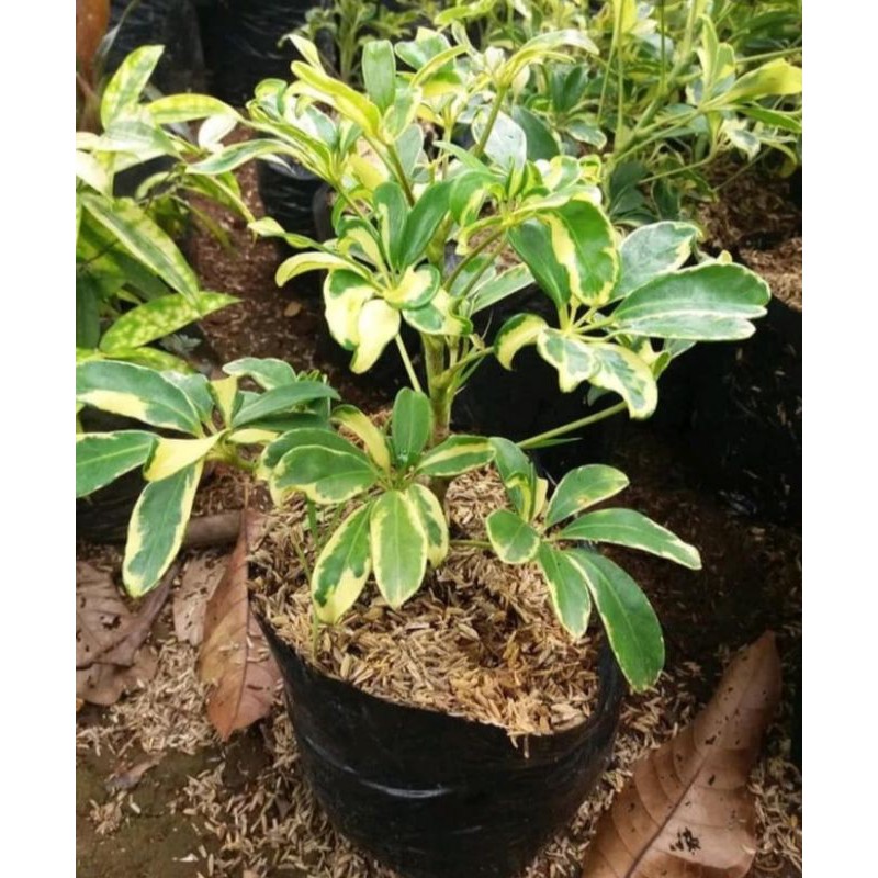 Jual pohon tanaman walisongo variegata | Shopee Indonesia