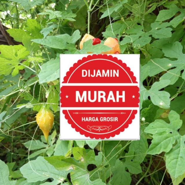 Jual Daun Pare Alas / Pare Hutan Segar (1 kg) | Shopee Indonesia