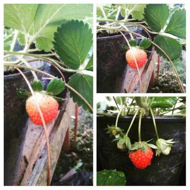 Jual Bibit stroberi unggul (Pasaman) | Shopee Indonesia