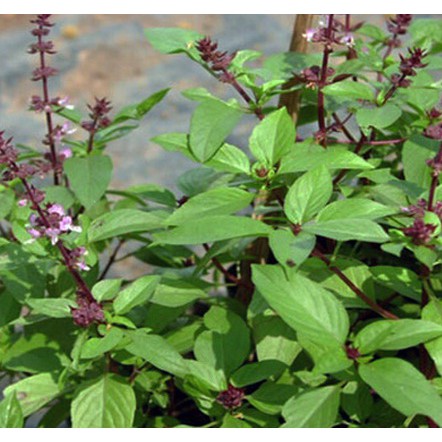 Jual Tanaman Holy Basil (Ruku-Ruku/Lampes) | Shopee Indonesia