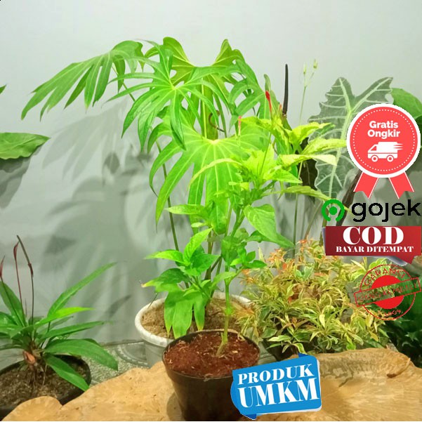 Jual Tanaman hias langka Ruellia daun variegata bunga merah - ruellia ...