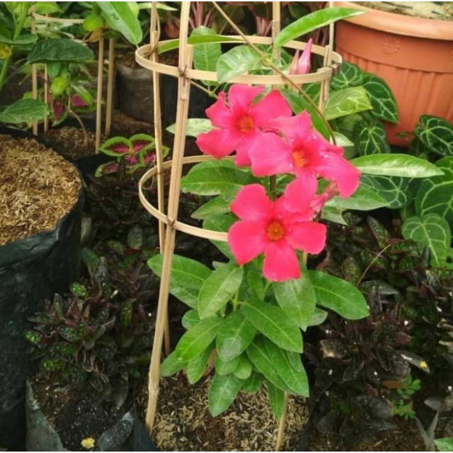 Jual Tanaman hias merambat mandevilla bunga merah | Shopee Indonesia
