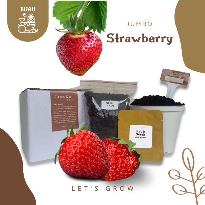 Jual Strawberry Jumbo Grow Kit Buah Planter Kit Paket Berkebun | Shopee ...