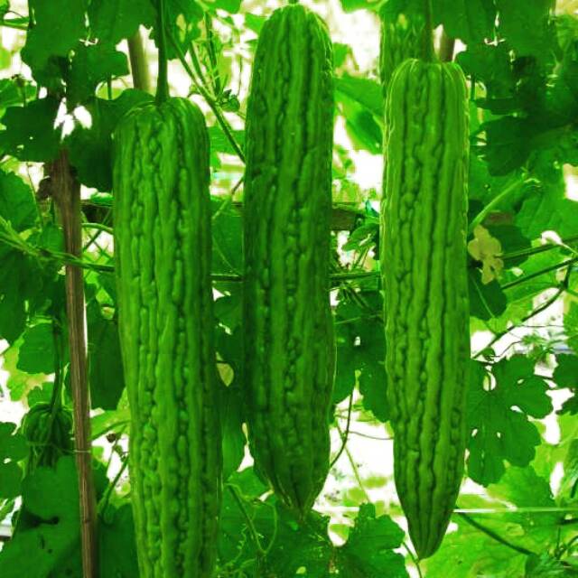 Benih biji paria atau sayur pare | Shopee Indonesia