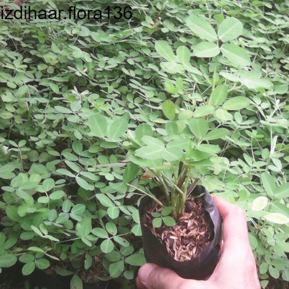 Jual Tanaman Hias kacang kacangan/Tanaman Proyek Kacang Kacangan/Kacang ...