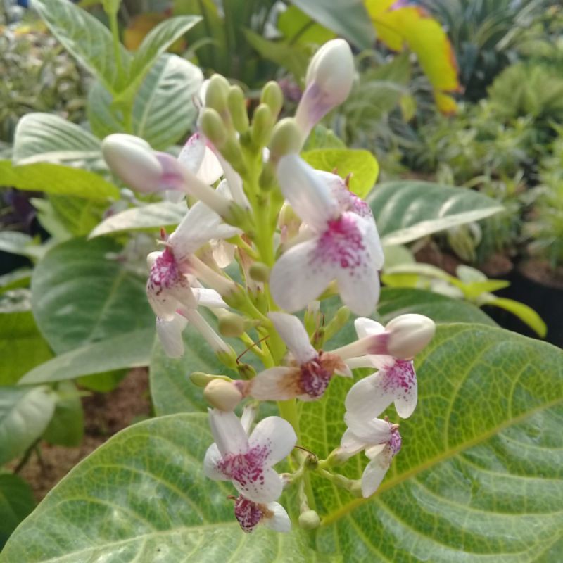 Jual tanaman melati Jepang | Shopee Indonesia