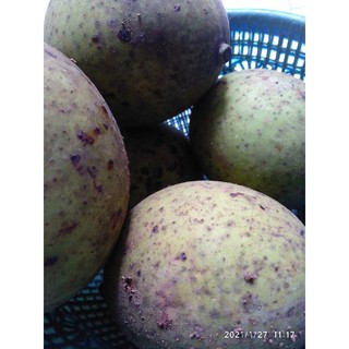 Jual BUAH MANGGA LIAR MANGGA HUTAN MANGGA HARUM MANGGA LIMUS Indonesia ...