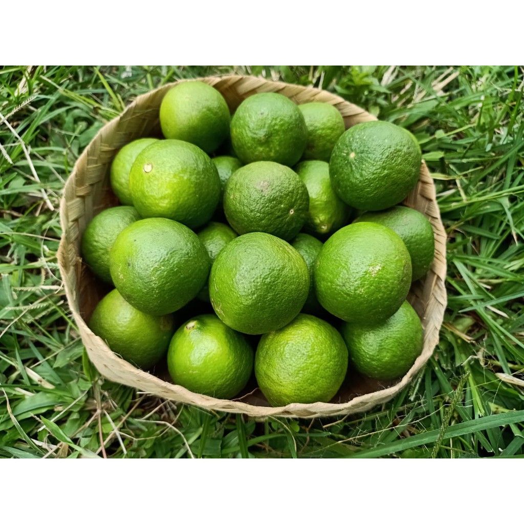 Jual Jeruk Nipis | Asam Nipis | Sehat Segar Bermanfaat | Shopee Indonesia Jual Jeruk Nipis | Asam Nipis | Sehat Segar Bermanfaat | Shopee Indonesia