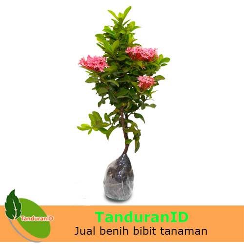 Jual Tanaman Hias Bunga Asoka Mini Pink ( Ixora Pink ) Indonesia|Shopee ...