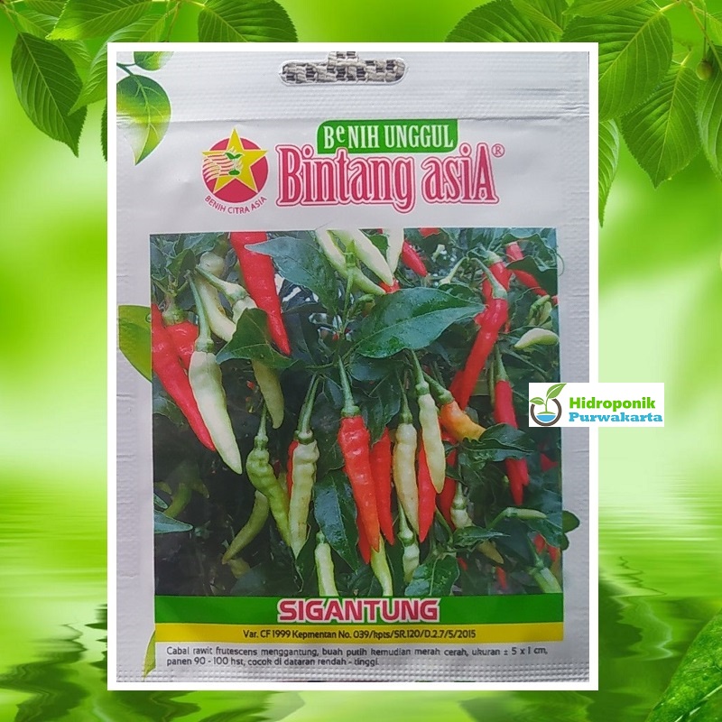 Jual Benih Cabe Cabai Rawit SIGANTUNG Tipe Merunduk Warna Putih Merah ...