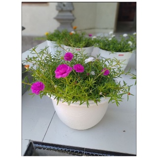 Jual Bunga Krokot atau Bunga Pukul Sembilan atau Bunga fortulaca atau ...