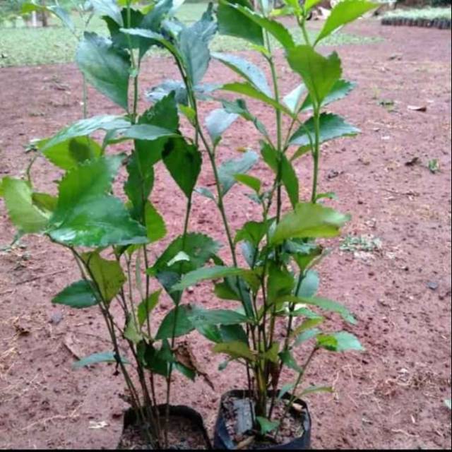 Jual Tanaman teh tehan- tanaman untuk pagar- pohon teh tehan | Shopee ...
