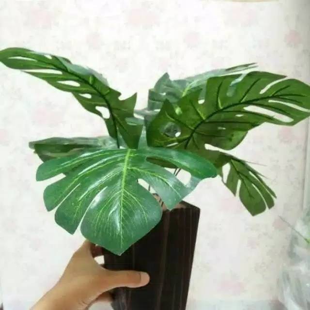 Jual NEW PRODUCK!! Daun monstera deliciosa - monstera deliciosa ...