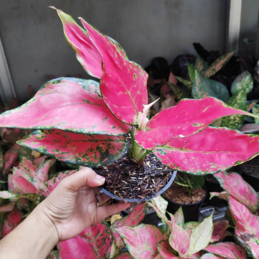 Jual Aglonema Red Ruby Garuda / Tanaman Hias Koleksi | Shopee Indonesia