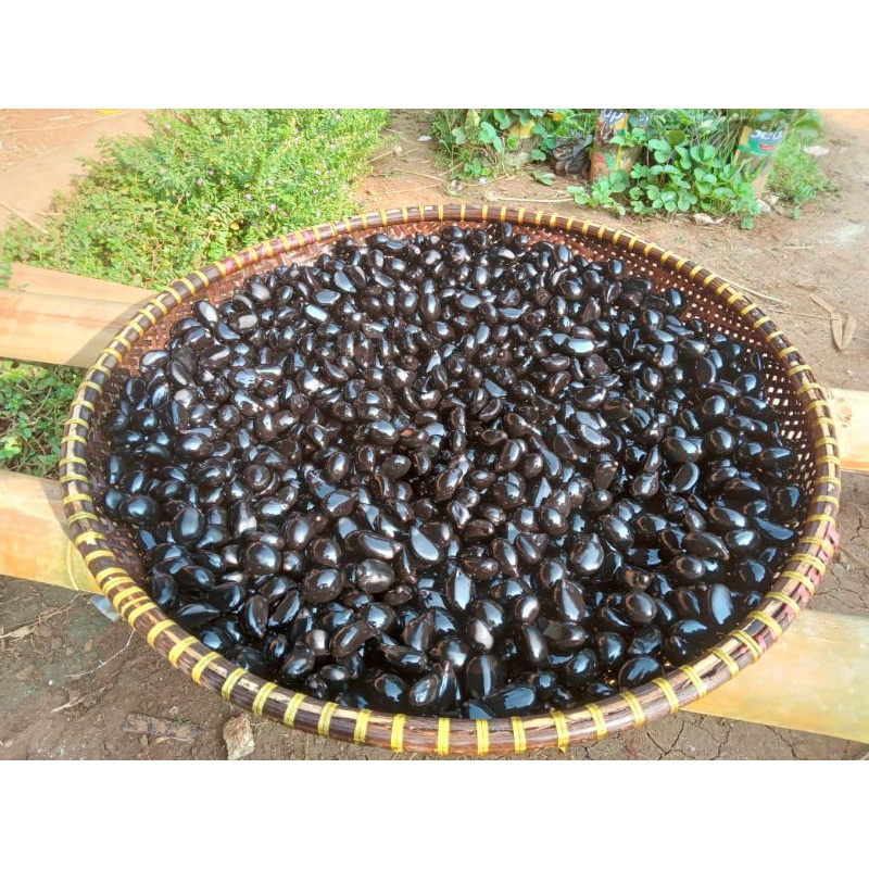 Jual Bibit Aren Unggul | Biji Aren Hibrida 1kg 150-160 biji Sortir ...