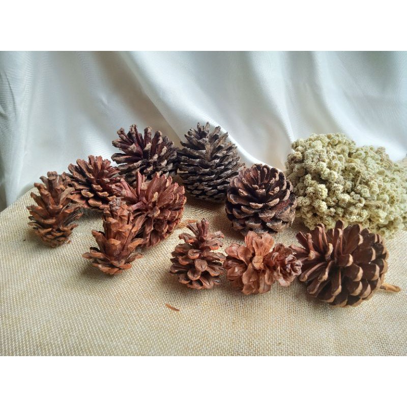 Jual Bunga Pinus/ Buah Pinus/ Pinus Kering | Shopee Indonesia