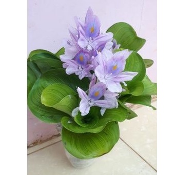 Jual tanaman air eceng gondok bunga | Shopee Indonesia